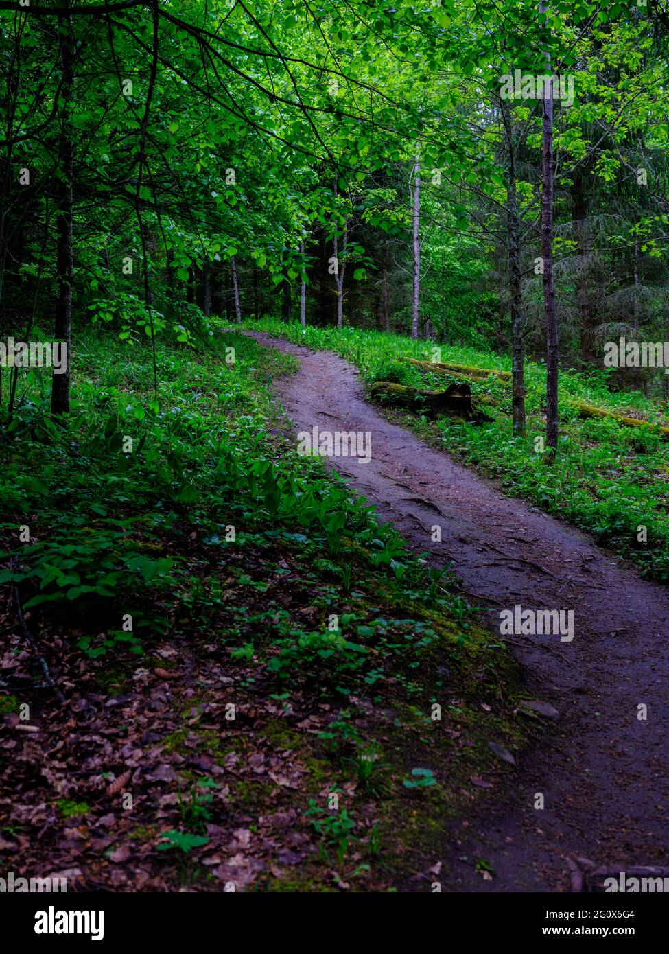 narrow tourist hiking trail in forest. footpath for nature adventures ...