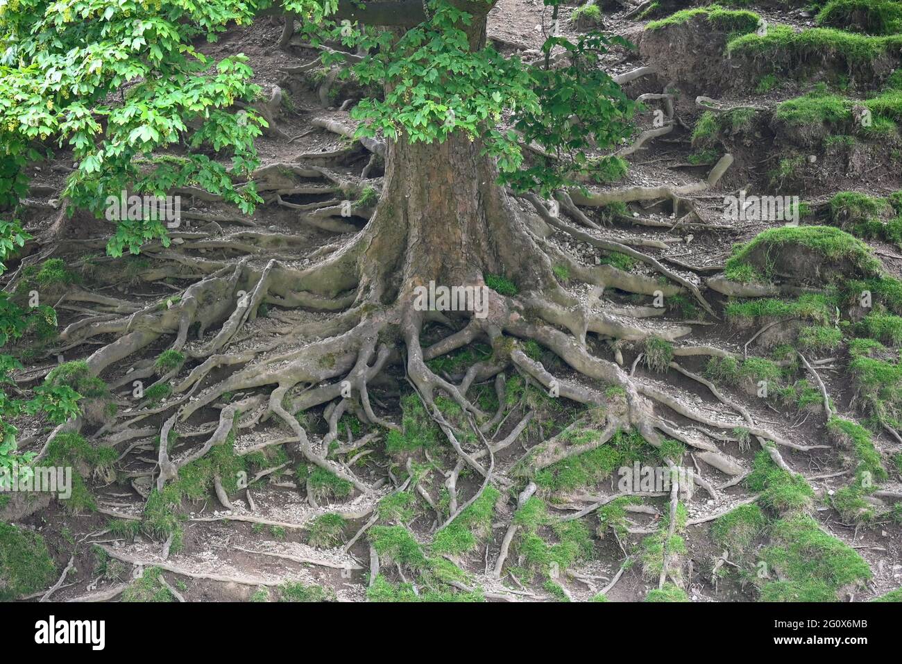 The beautiful Long Mynd including waterfalls, scenery and beauty Stock ...