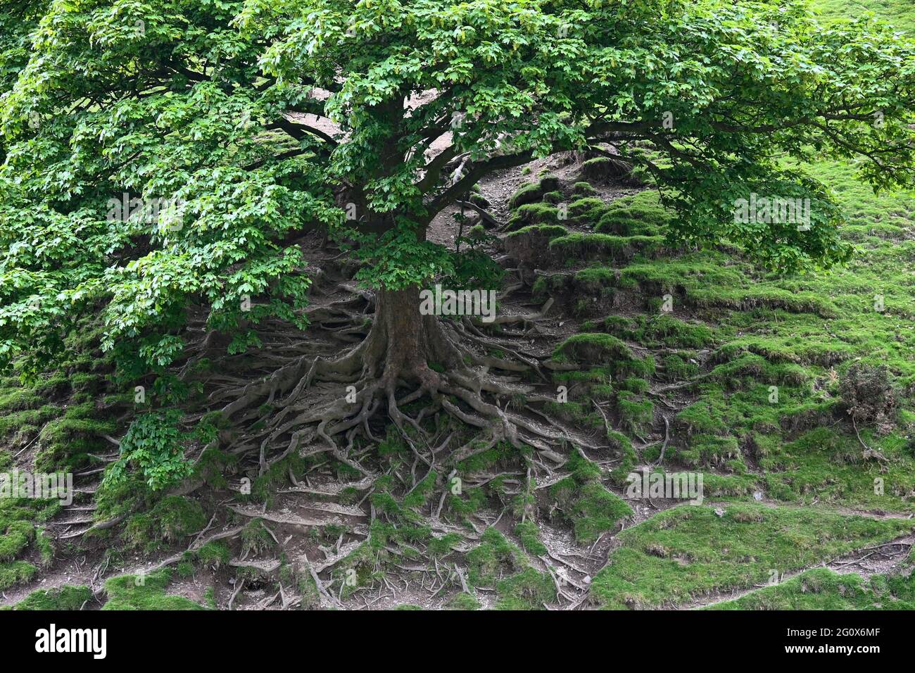 The beautiful Long Mynd including waterfalls, scenery and beauty Stock ...