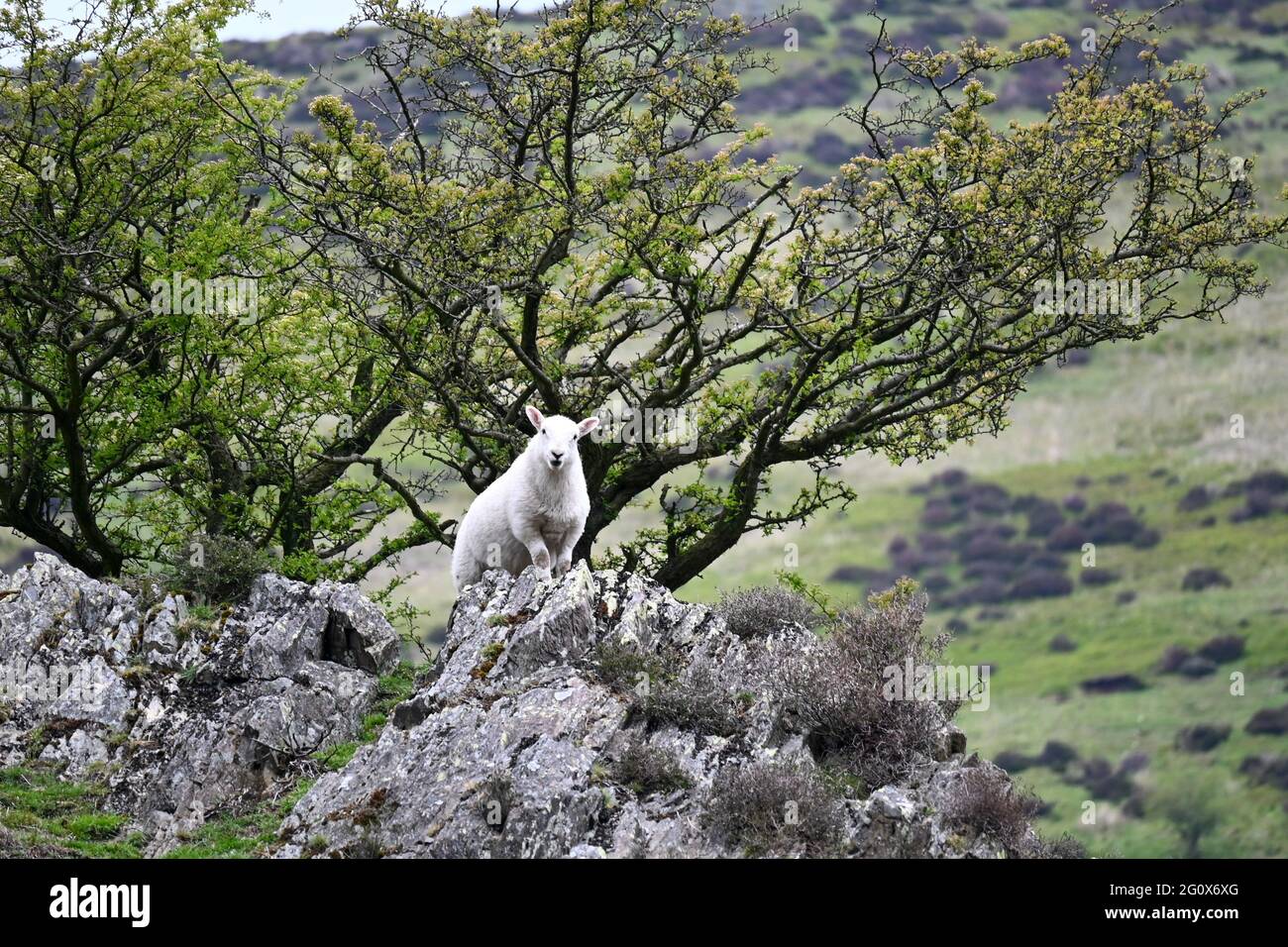 The beautiful Long Mynd including waterfalls, scenery and beauty Stock ...