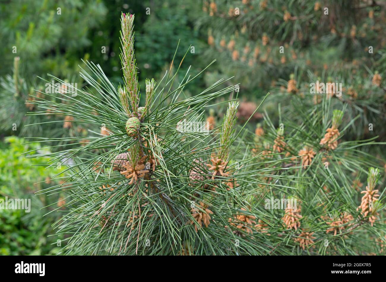 Young cones on the Pinia pine. Mediterranean pine or Italian pine Stock ...