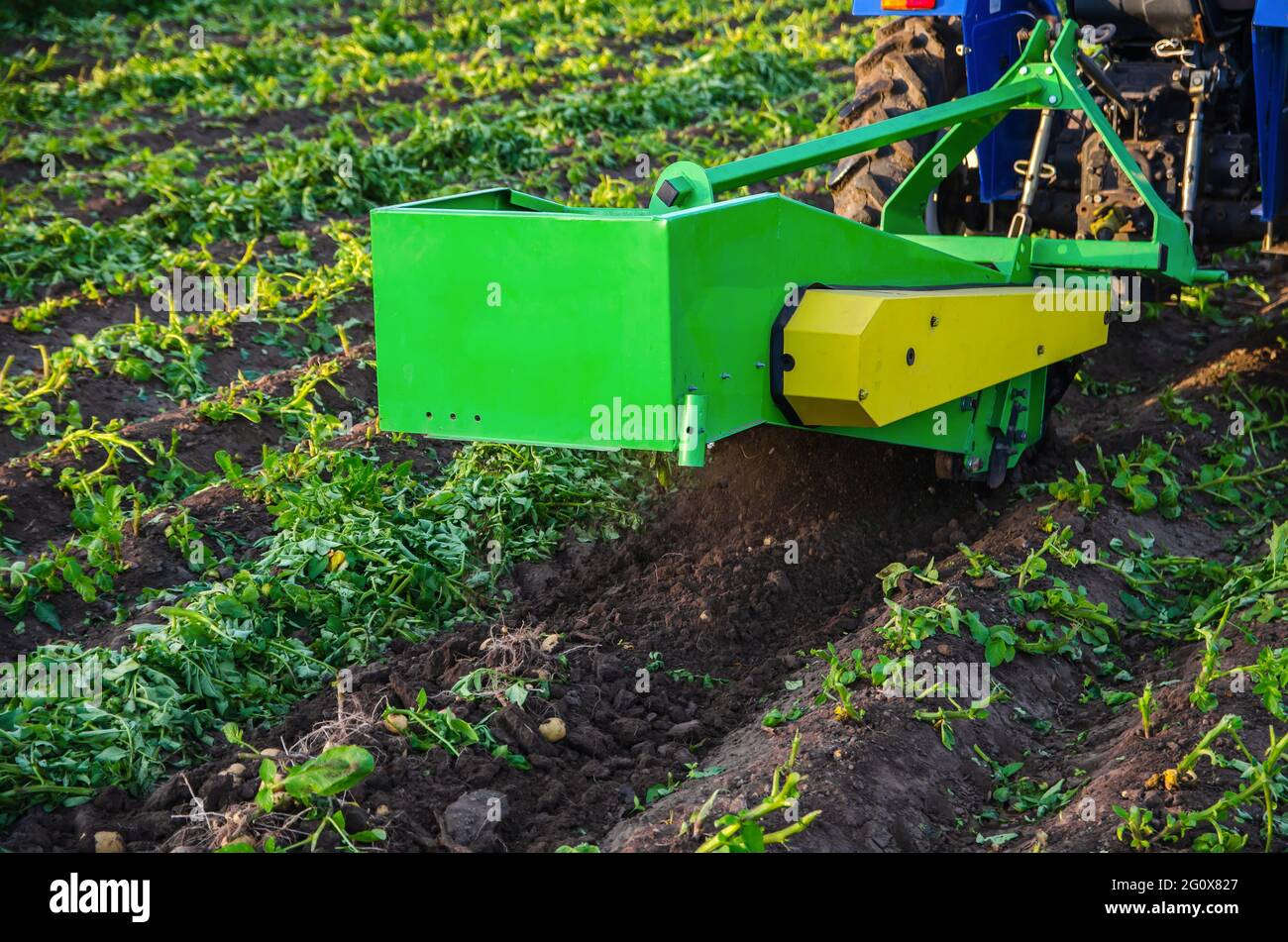 The process of digging up a crop of potatoes. Harvest first potatoes in ...