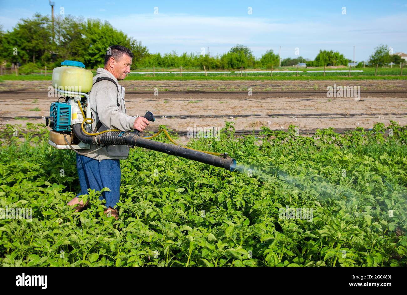 Male farmer with a mist sprayer processes potato bushes with chemicals ...