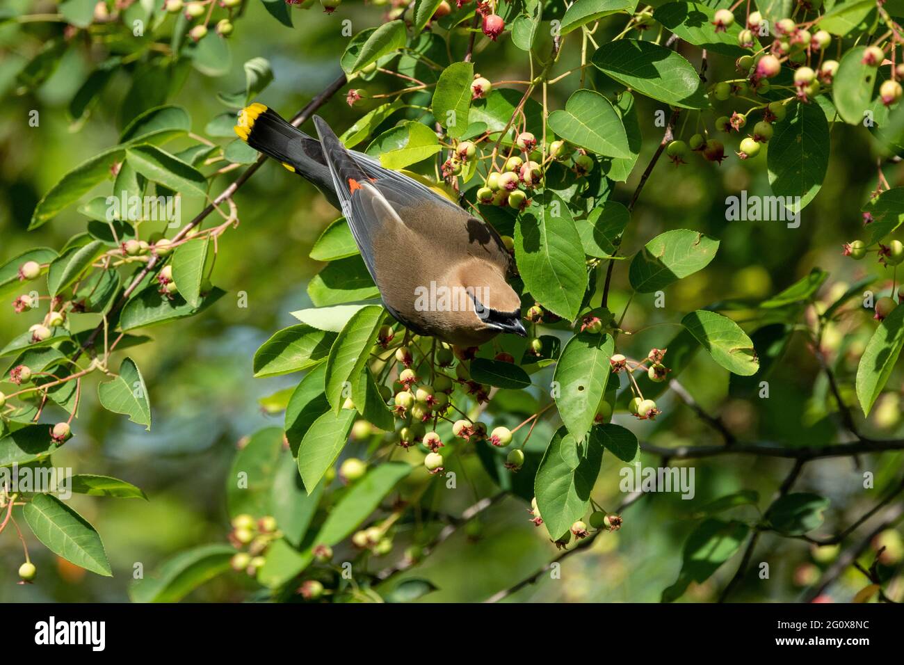 Cedar waxwing eating a serviceberry Stock Photo - Alamy