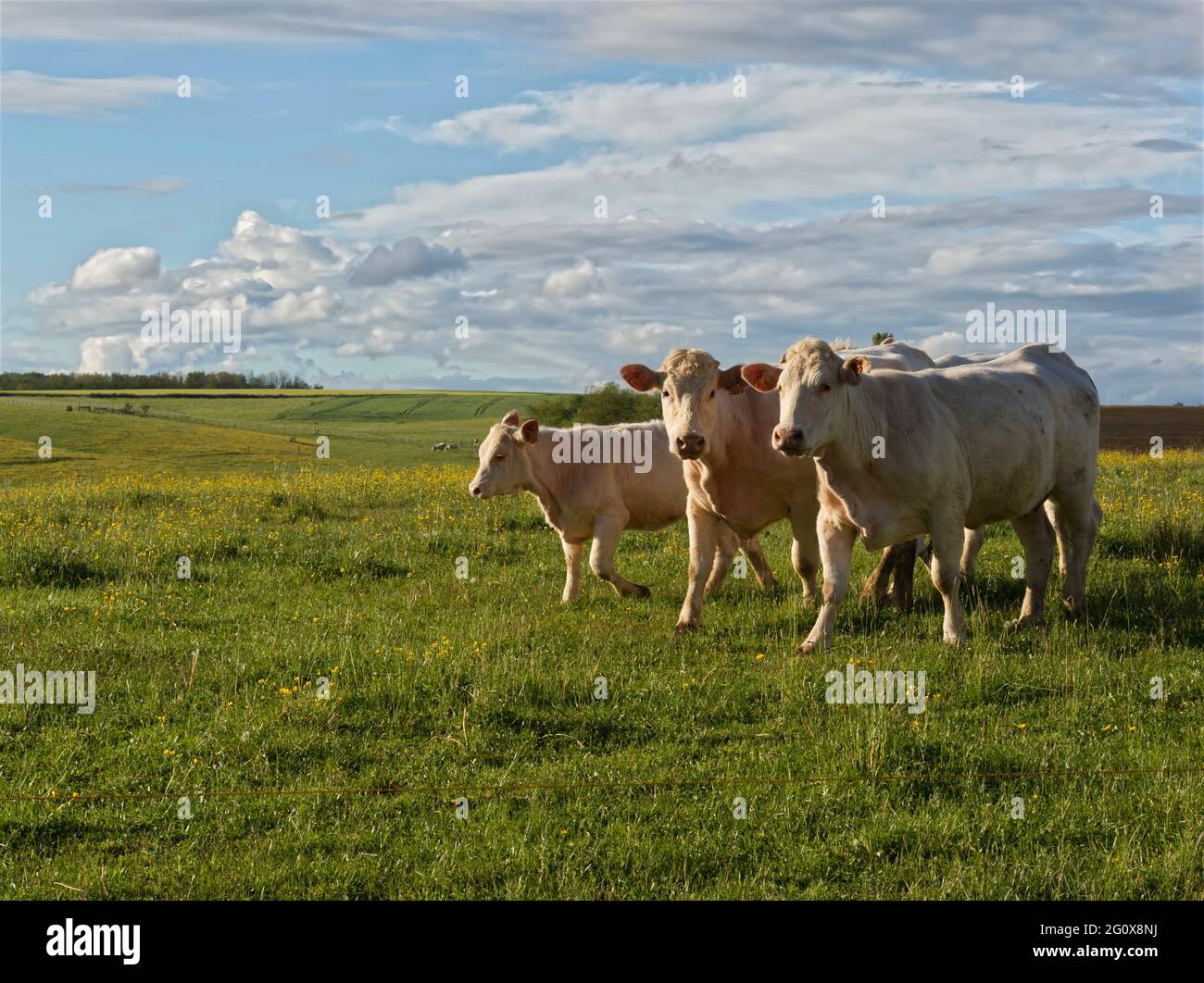 Cows in the green field are the illustration of France backcountry with ...