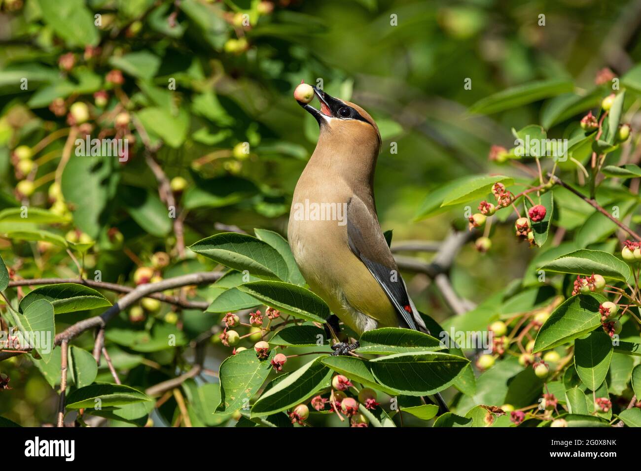 Serviceberry tree hi-res stock photography and images - Alamy