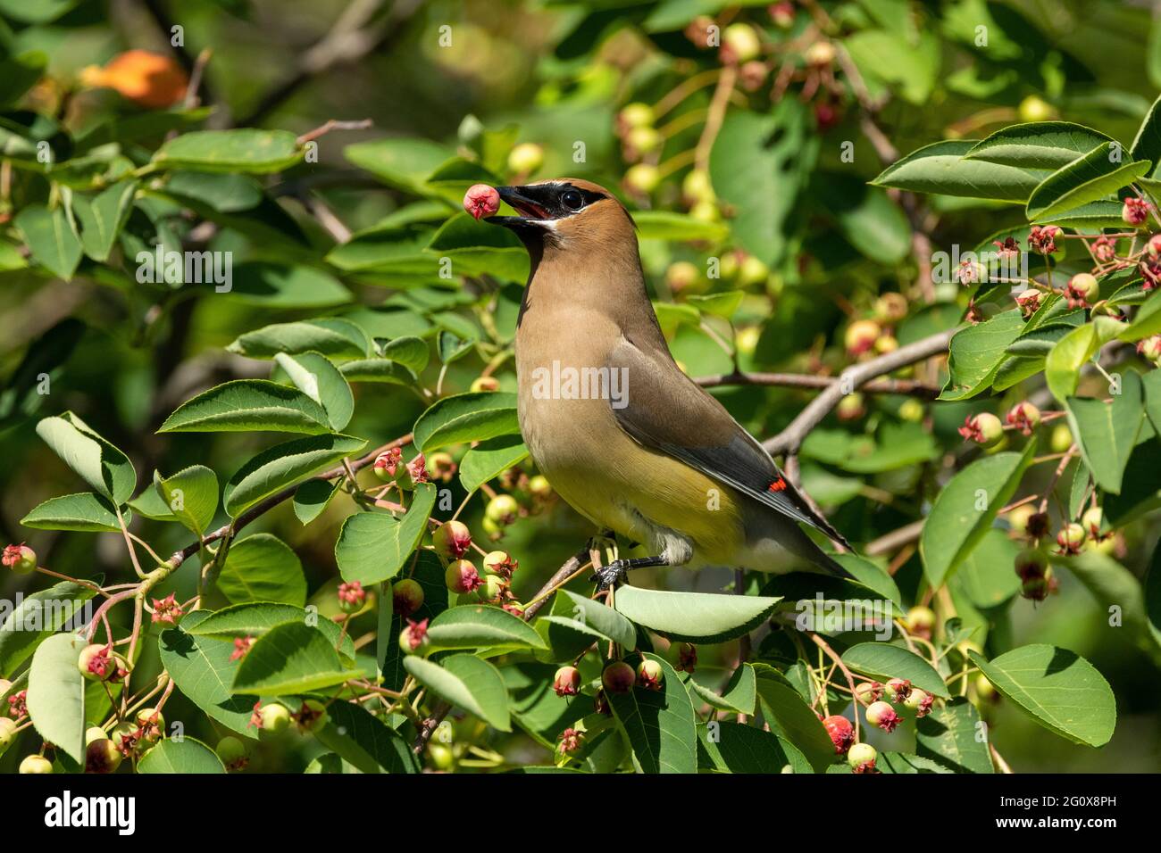 Cedar waxwing eating a serviceberry Stock Photo - Alamy