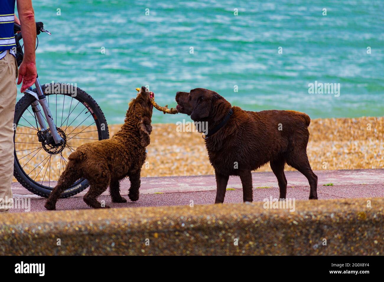 Two dogs holding one stick, great teamwork during a walk at the ...