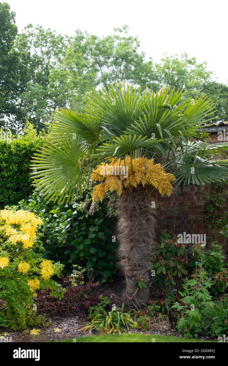 hardy fan palm : Trachycarpus Fortunei - Chusan Palm Stock Photo - Alamy