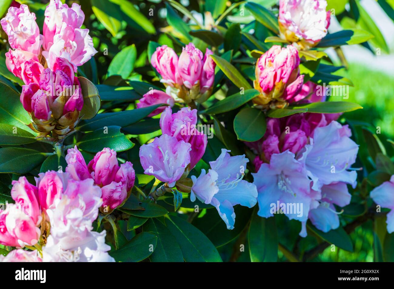 Сlose up view of blooming rhododendron in spring. Beautiful nature ...