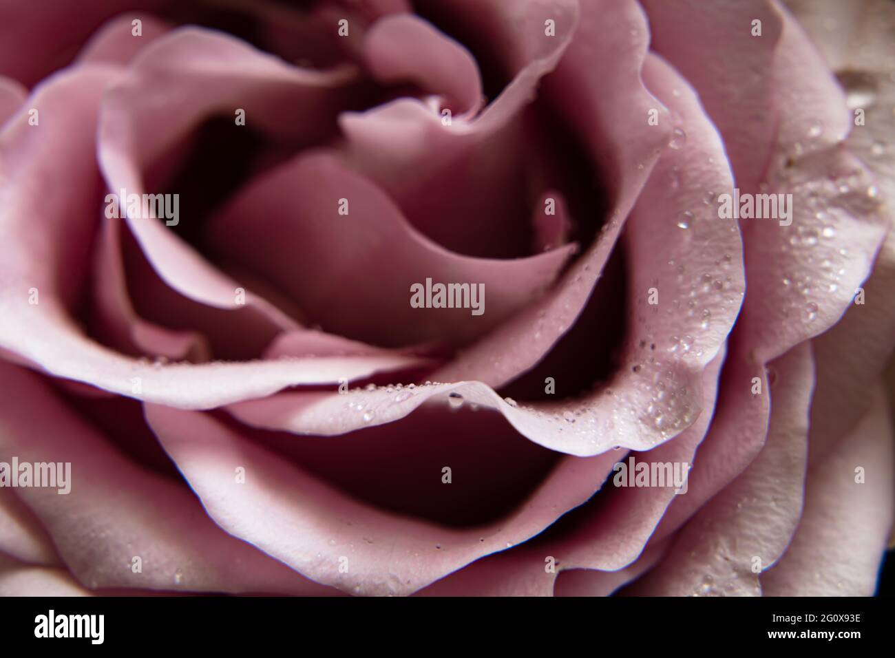 Pink rose with dew drops Stock Photo - Alamy