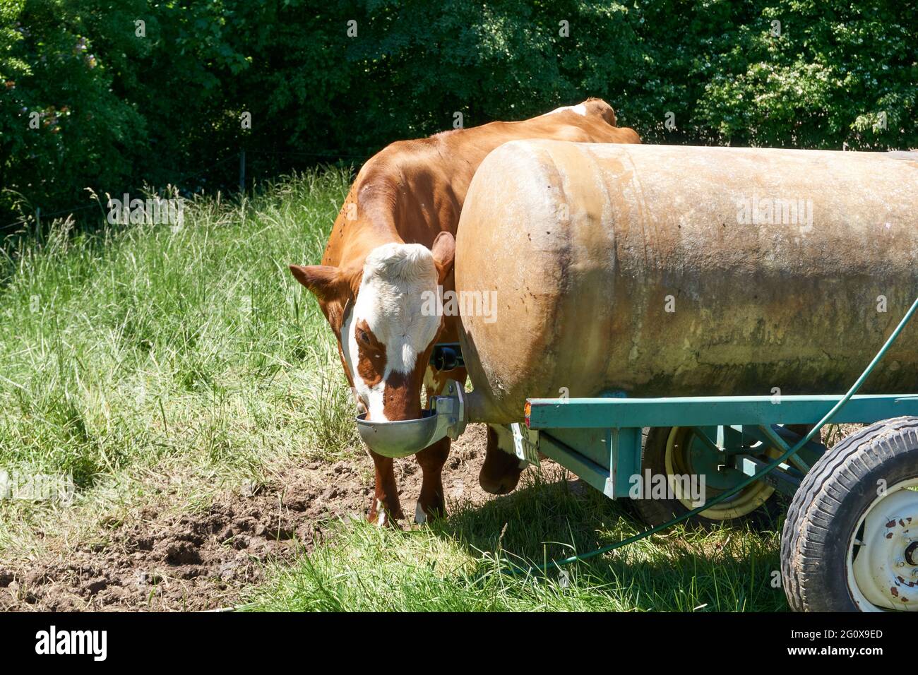 Beautiful shot of a brown cow drinking water from a metal farming water ...