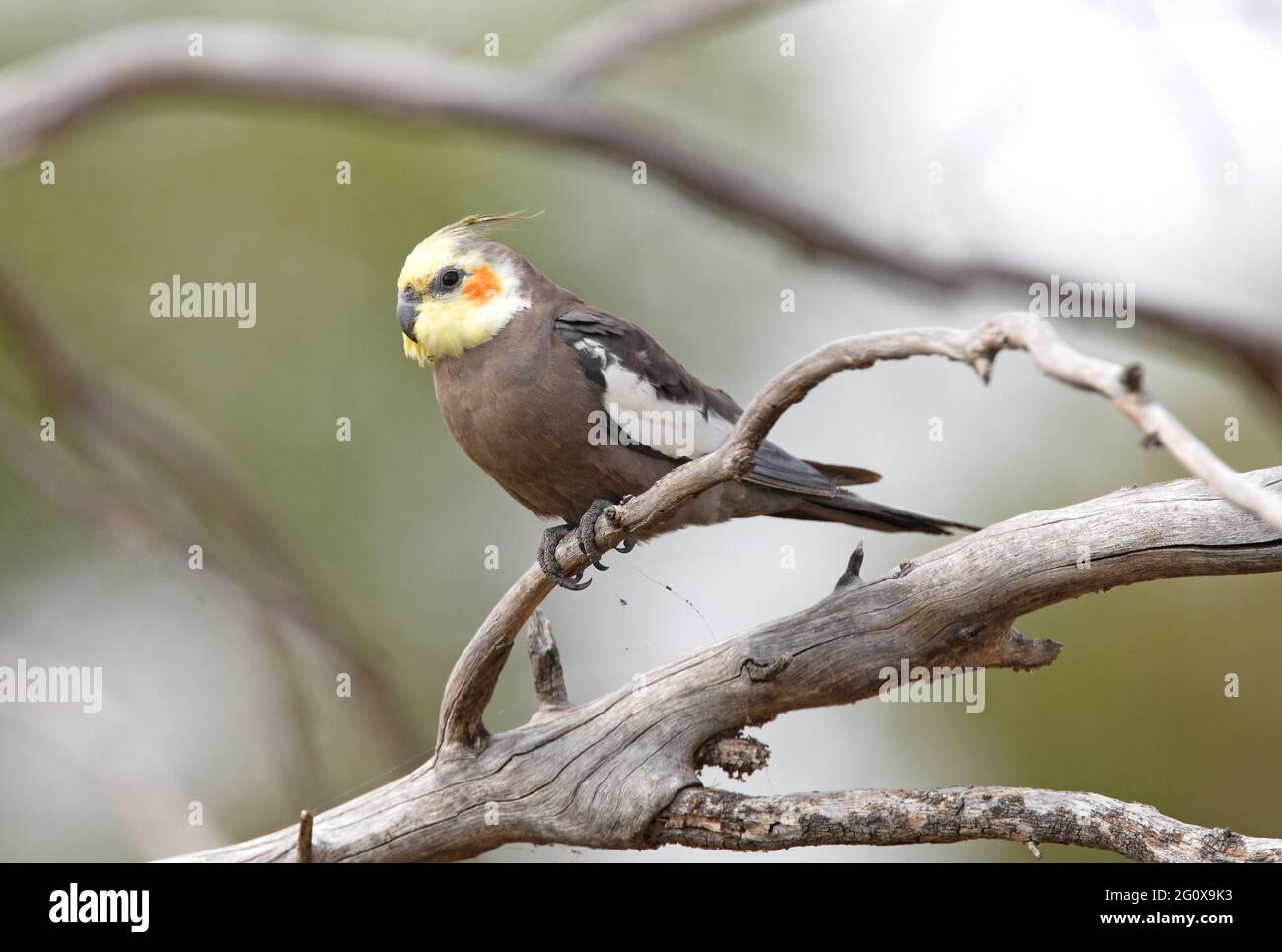 Cockatiel parrot hi-res stock photography and images - Alamy
