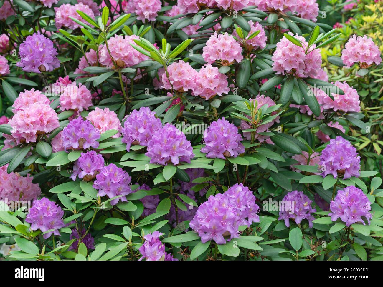 Hybrid rhododendron hi-res stock photography and images - Alamy