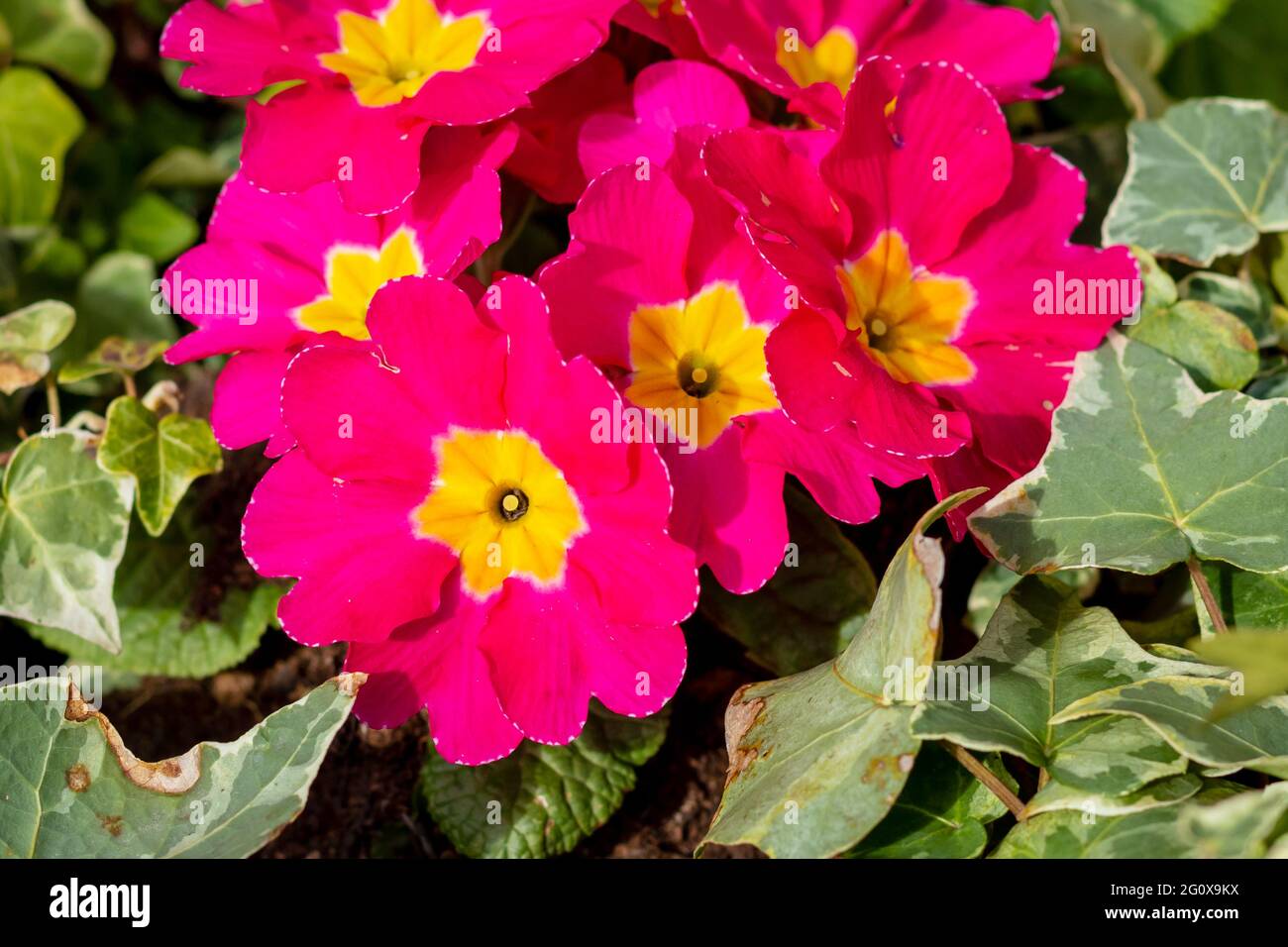 Pink Primrose vulgaris growing in a bunch Stock Photo - Alamy