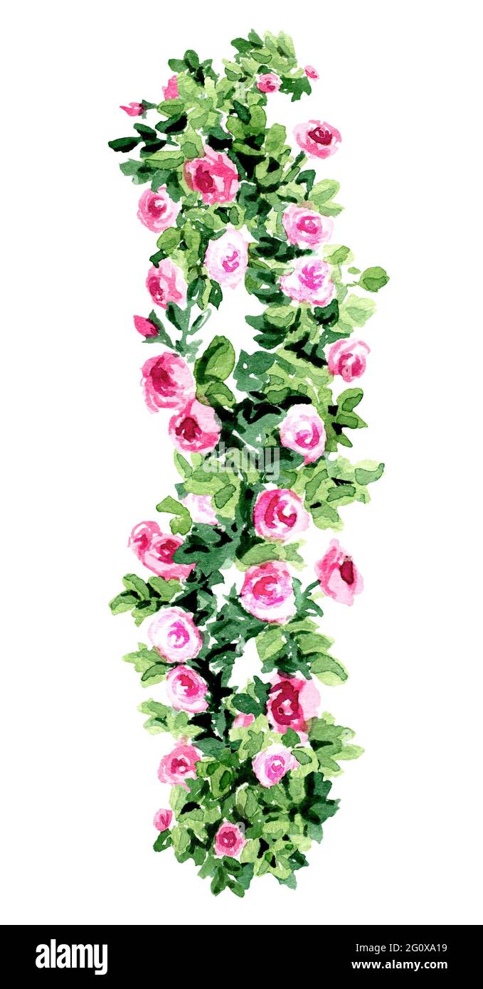 Climbing Rose vertical Bush, Hand drawn watercolor illustration ...