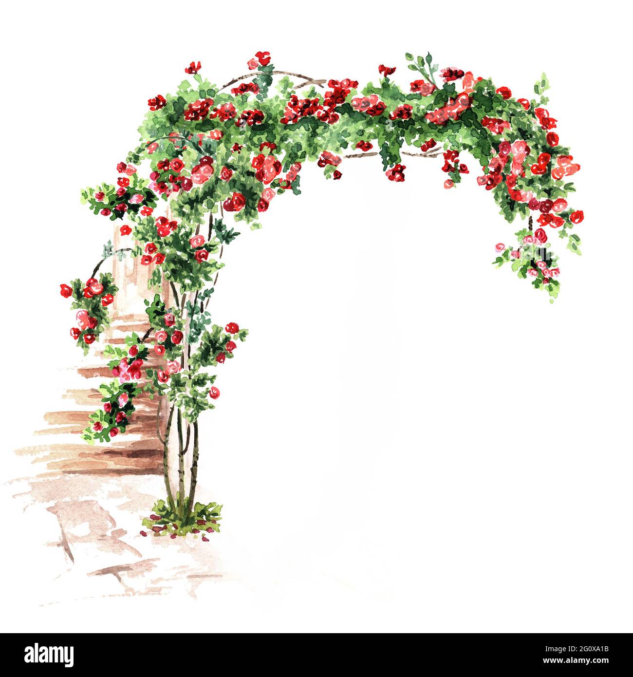 Climbing rose arch, Hand drawn watercolor illustration isolated on ...