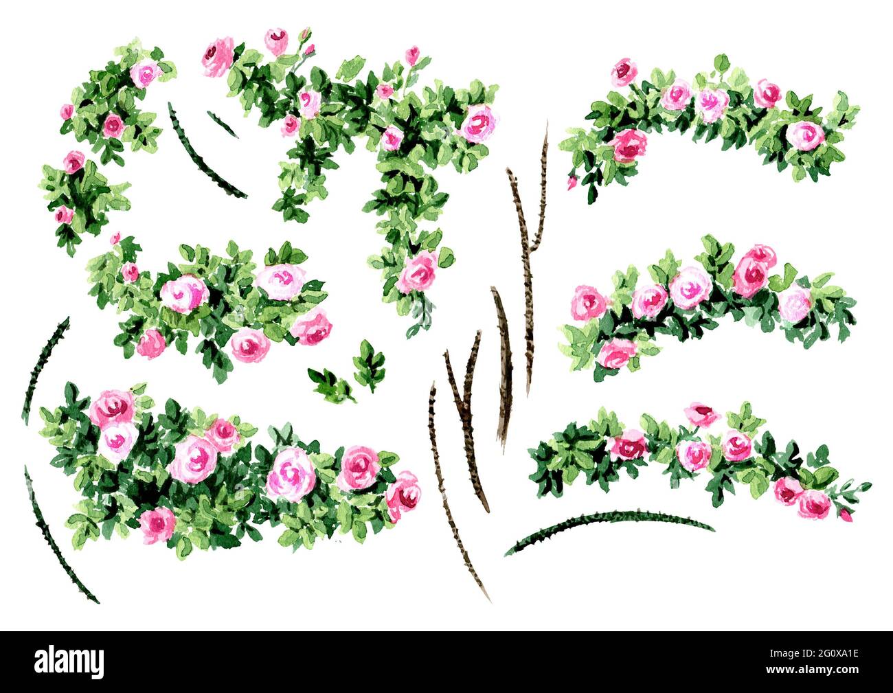 Climbing rose set. Hand drawn watercolor illustration isolated on white ...