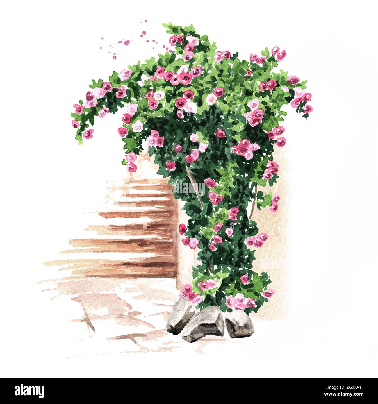Climbing roses on the street of the old town, near the stairs, Hand ...