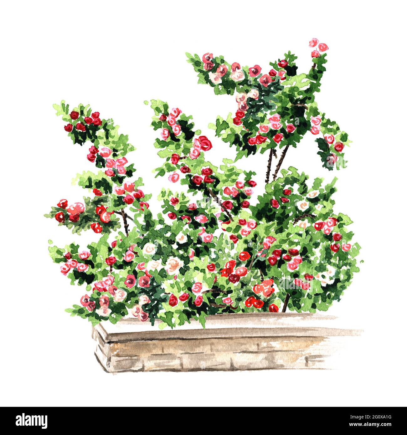 Climbing Rose Bush Hand drawn watercolor illustration isolated on white ...