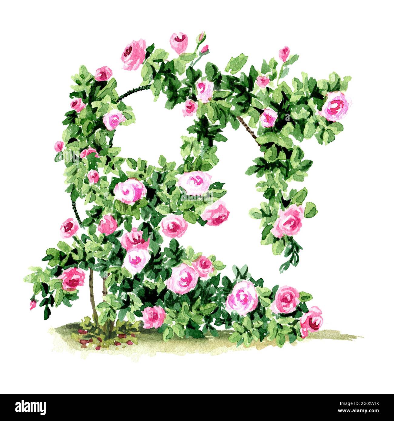 Climbing Rose Bush, Hand drawn watercolor illustration isolated on ...