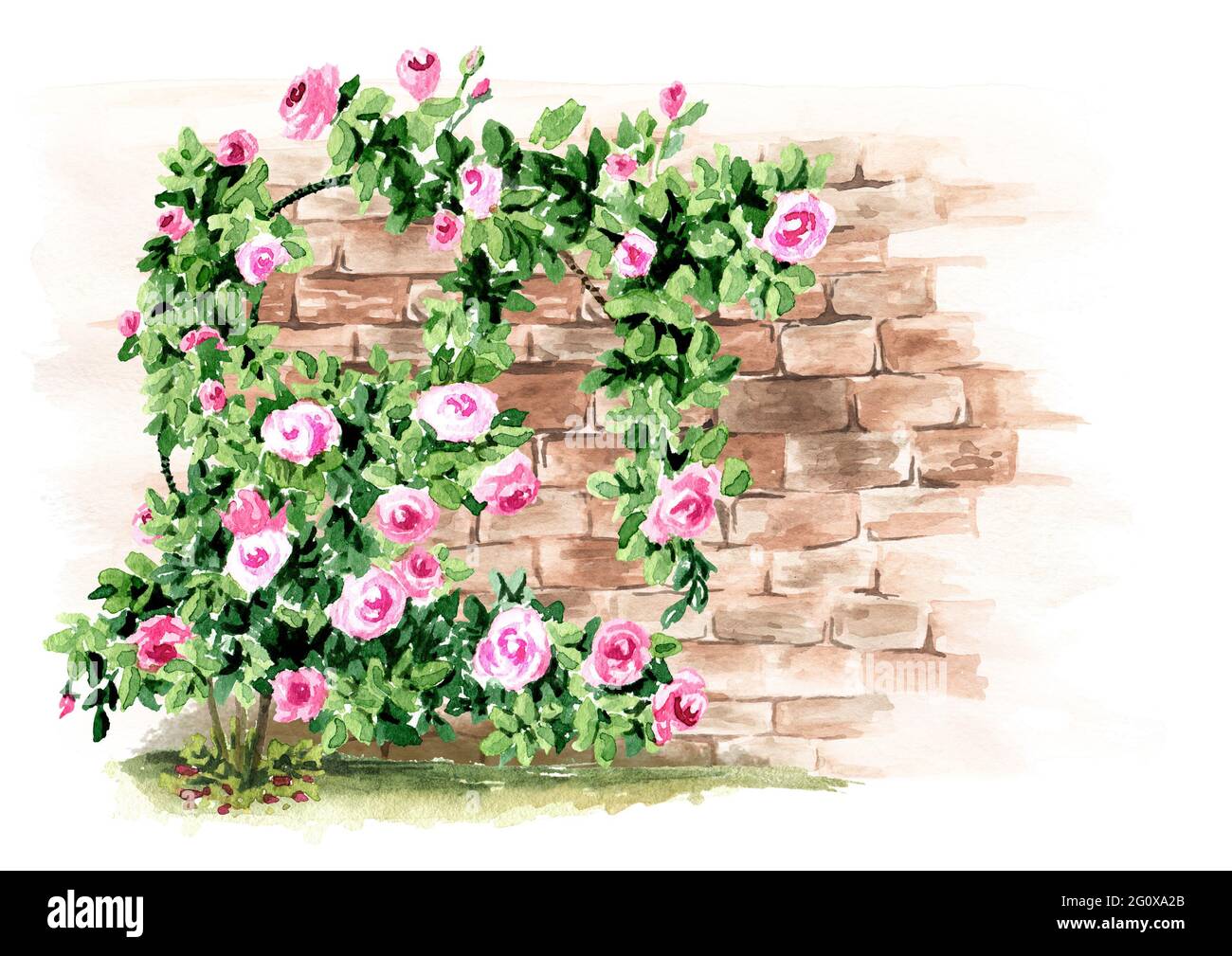 Beautiful pink climbing roses Cut Out Stock Images & Pictures - Alamy