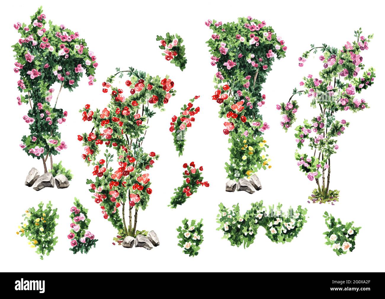 Climbing roses set. Hand drawn watercolor illustration isolated on ...
