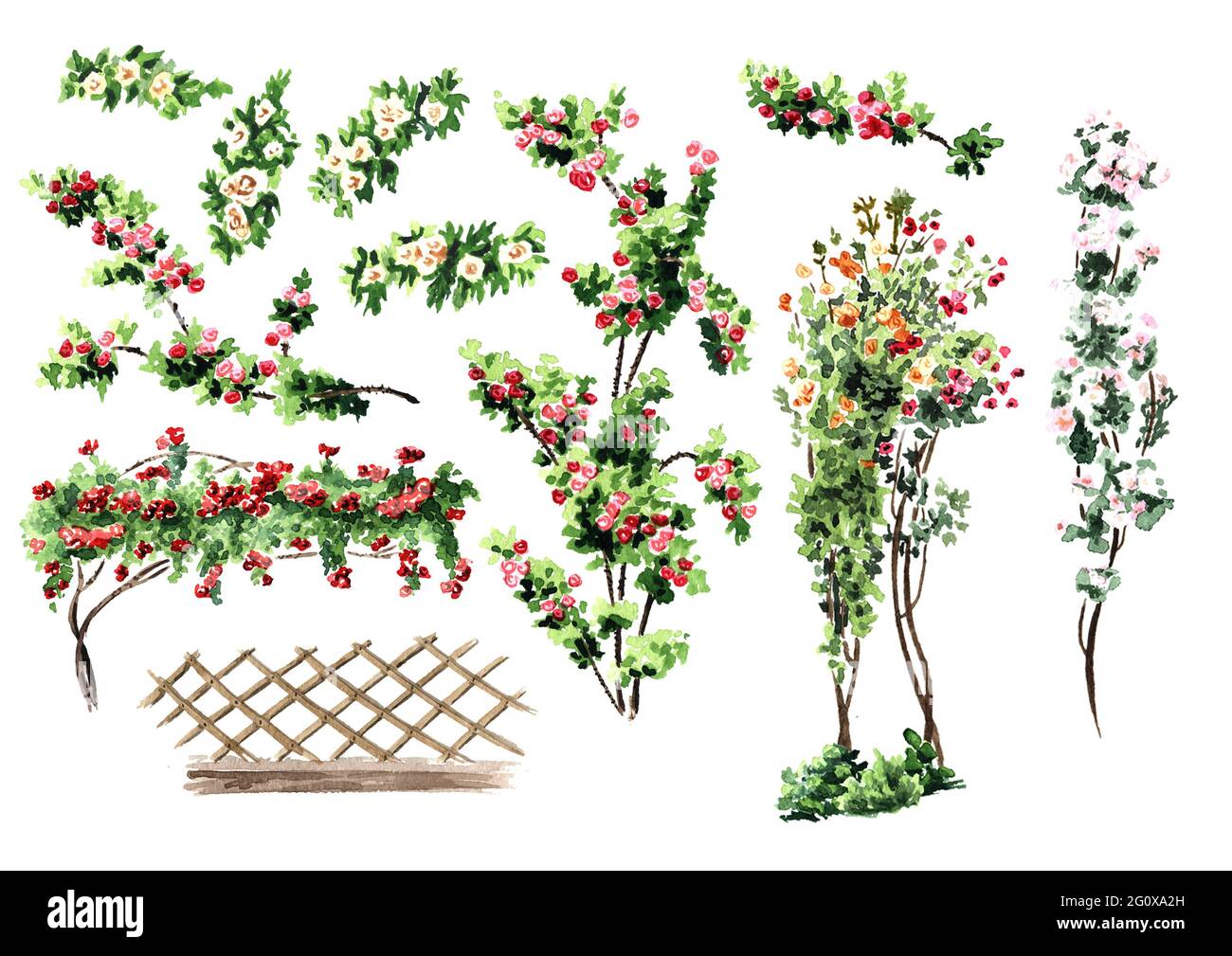 Climbing roses set. Hand drawn watercolor illustration isolated on ...