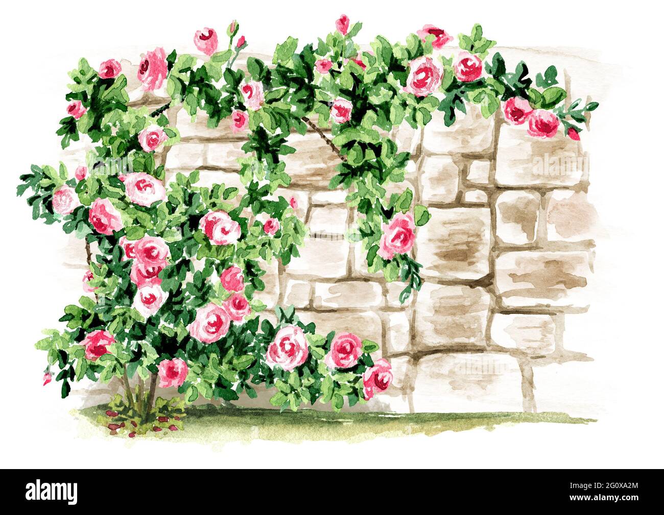 Pink climbing roses on stone hi-res stock photography and images - Alamy