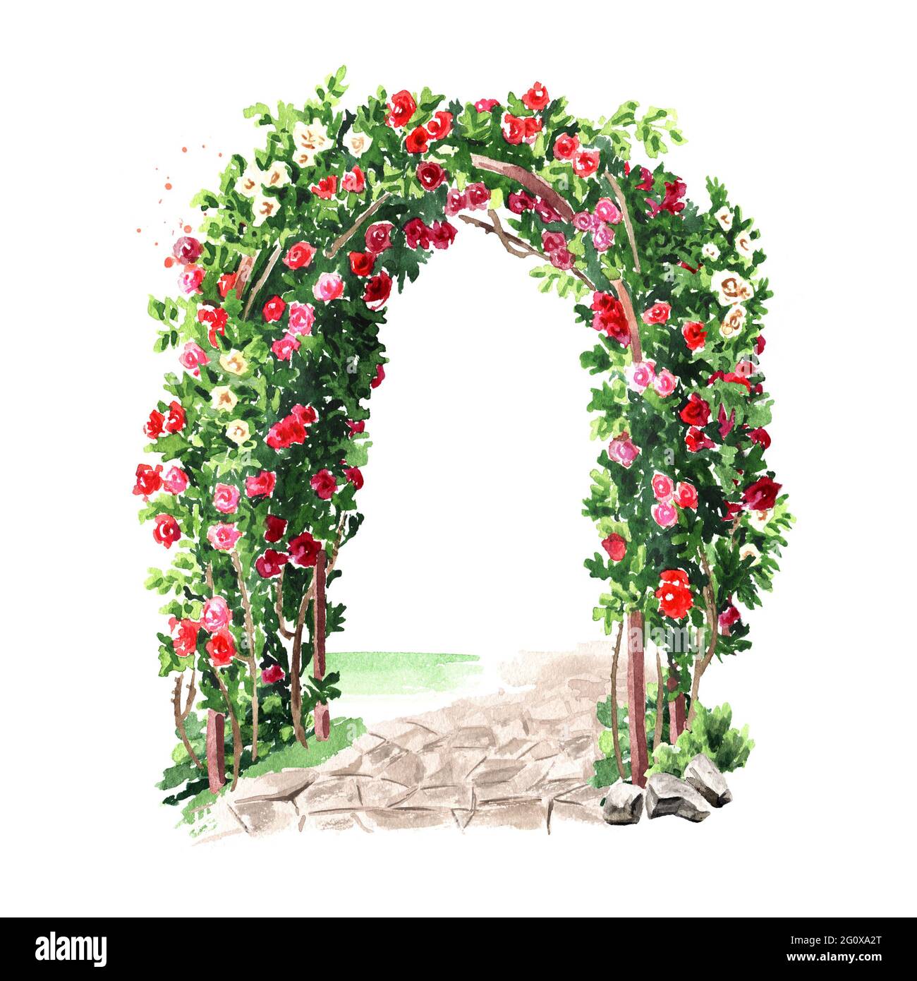 Red and pink climbing roses arch. Hand drawn watercolor illustration ...