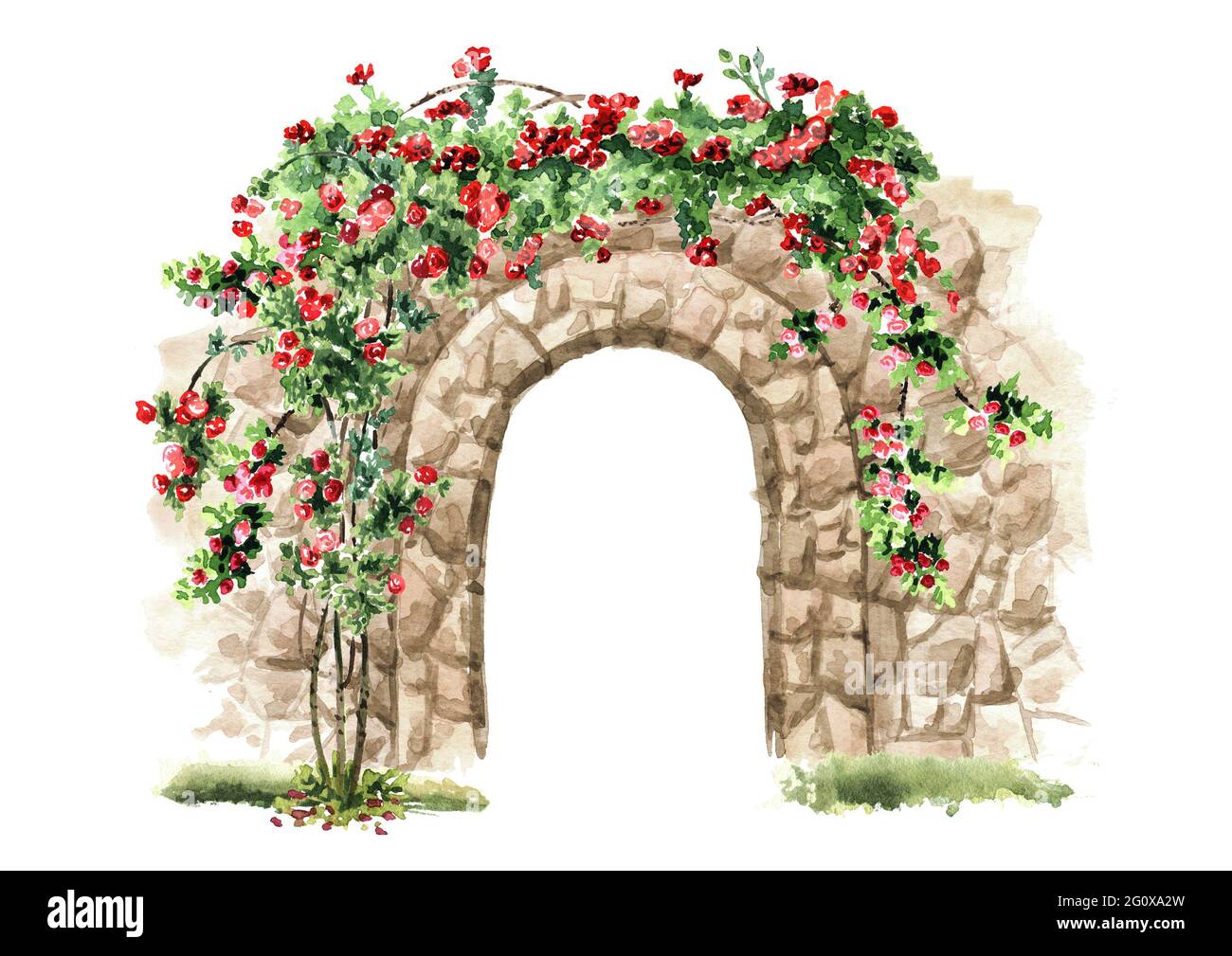 Old stone arch with wild climbing roses. Hand drawn watercolor ...