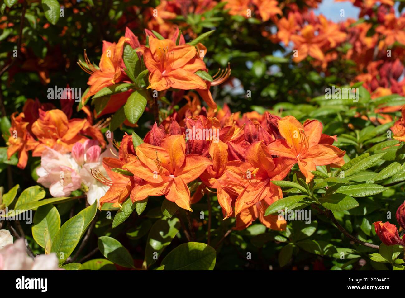 Orange Azalea 'Mary Poppins' Stock Photo - Alamy