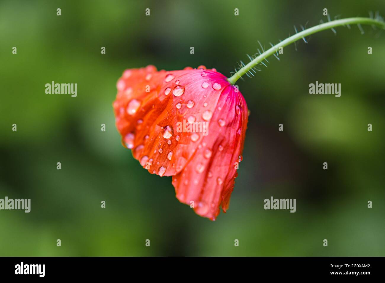 Poppy flower with water droplets side view Stock Photo - Alamy