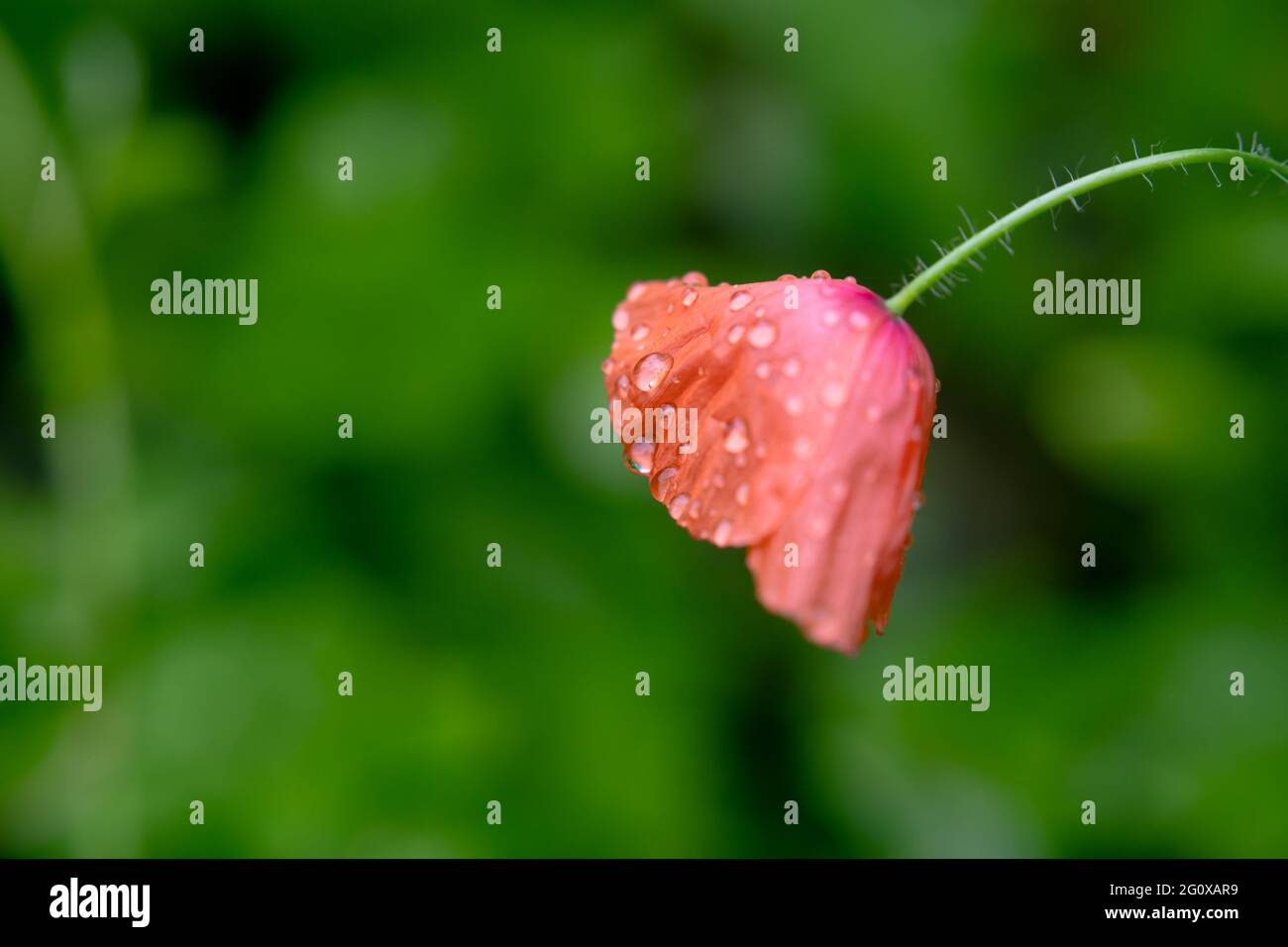 Poppy flower with water droplets side view Stock Photo - Alamy