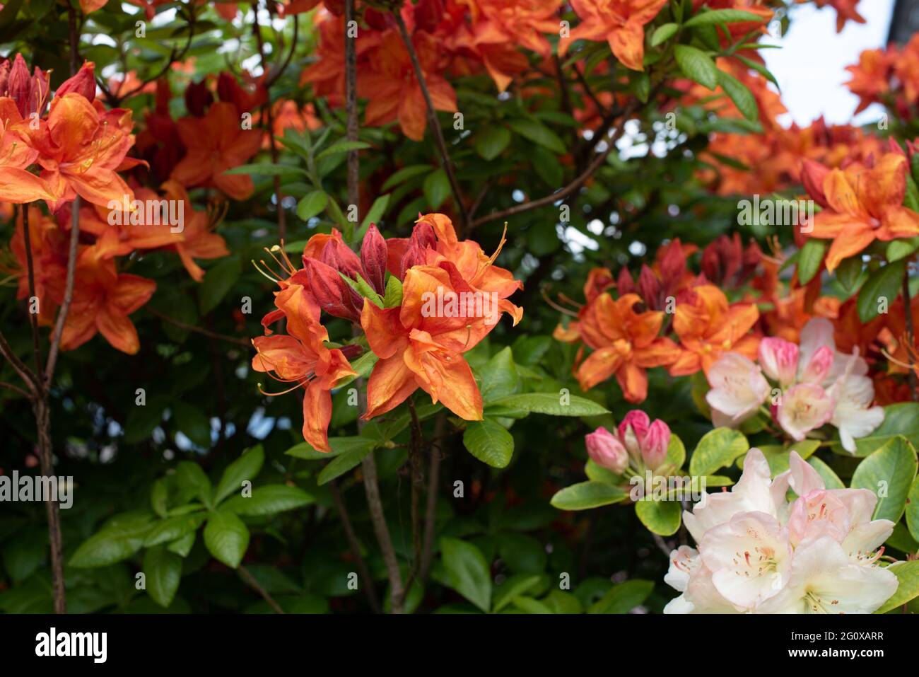 Azalea mary poppins hi-res stock photography and images - Alamy