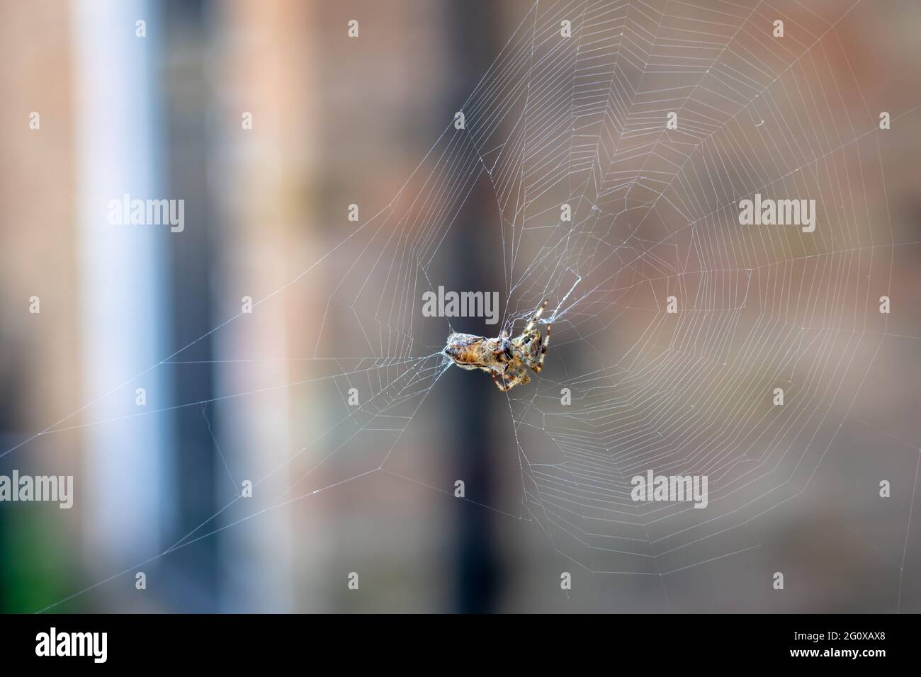 Bee caught in spiders web hi-res stock photography and images - Alamy