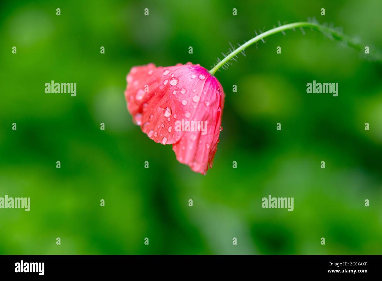 Poppy flower with water droplets side view Stock Photo - Alamy