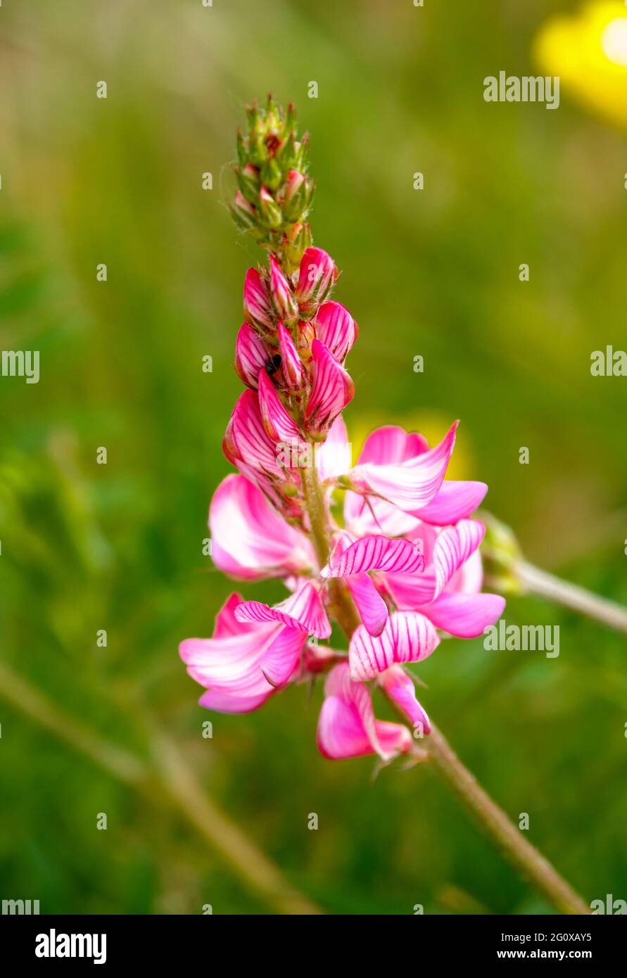 Sainfoin (Onobrychis viciifolia) growing in the chalk grassland on ...