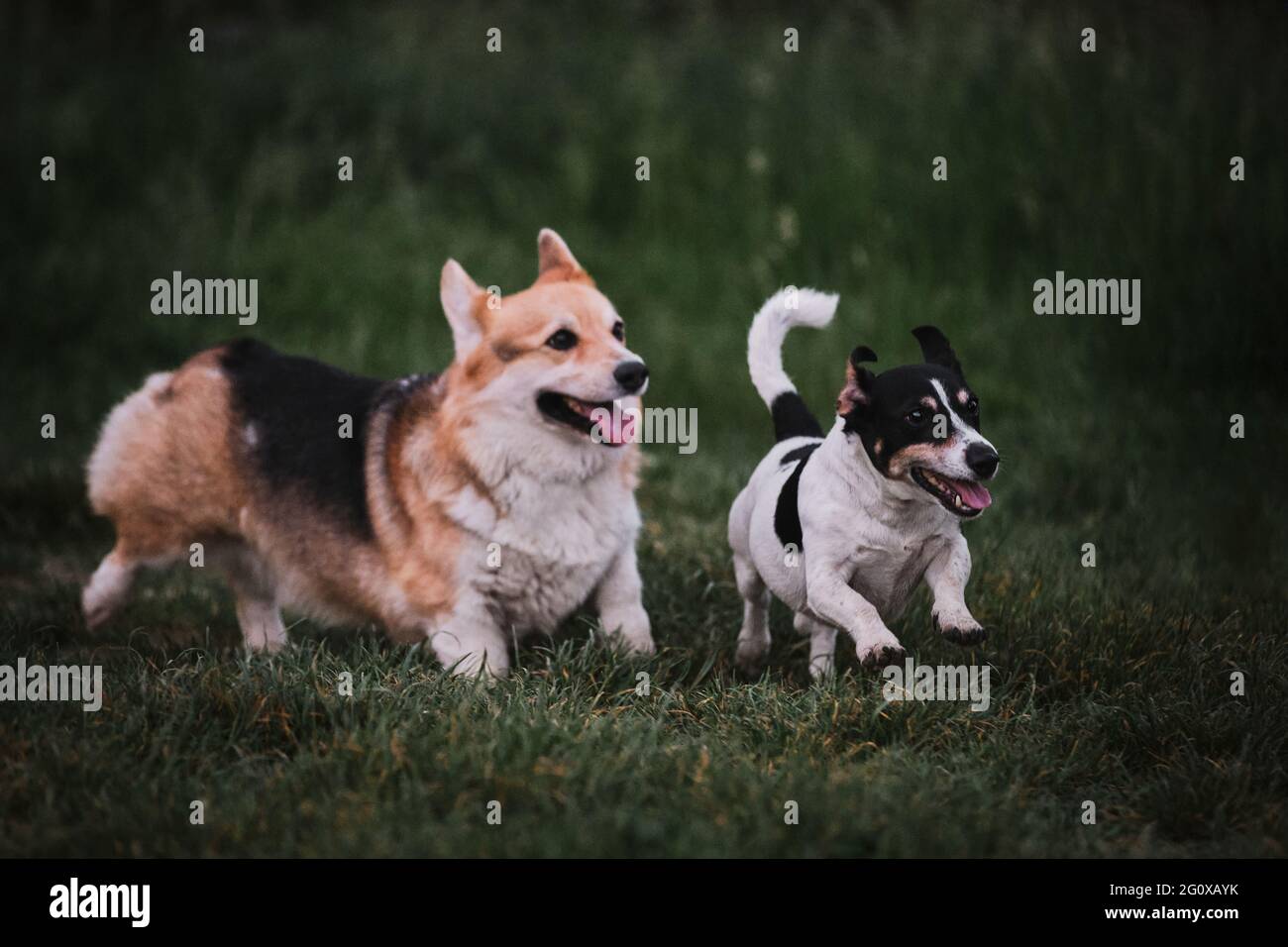 Spot the corgi hi-res stock photography and images - Alamy