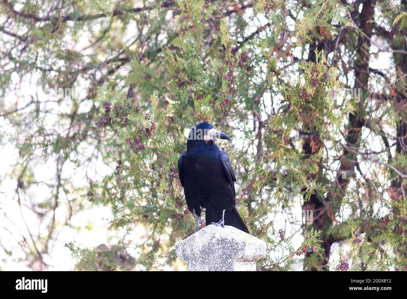 Crow sitting on statue hi-res stock photography and images - Alamy