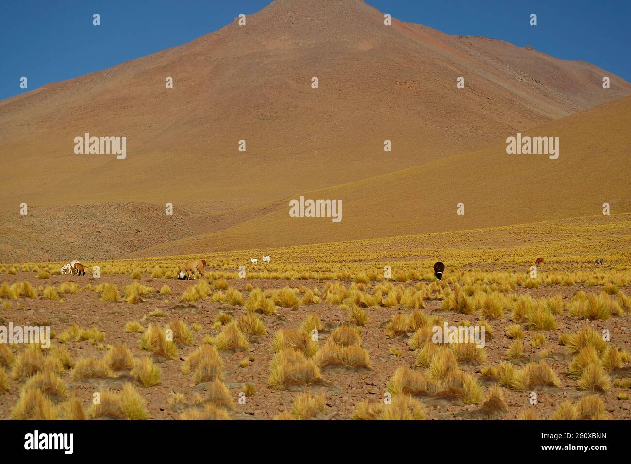 Group of Llama Grazing in the Stipa Ichu Grass Field at the Andes ...