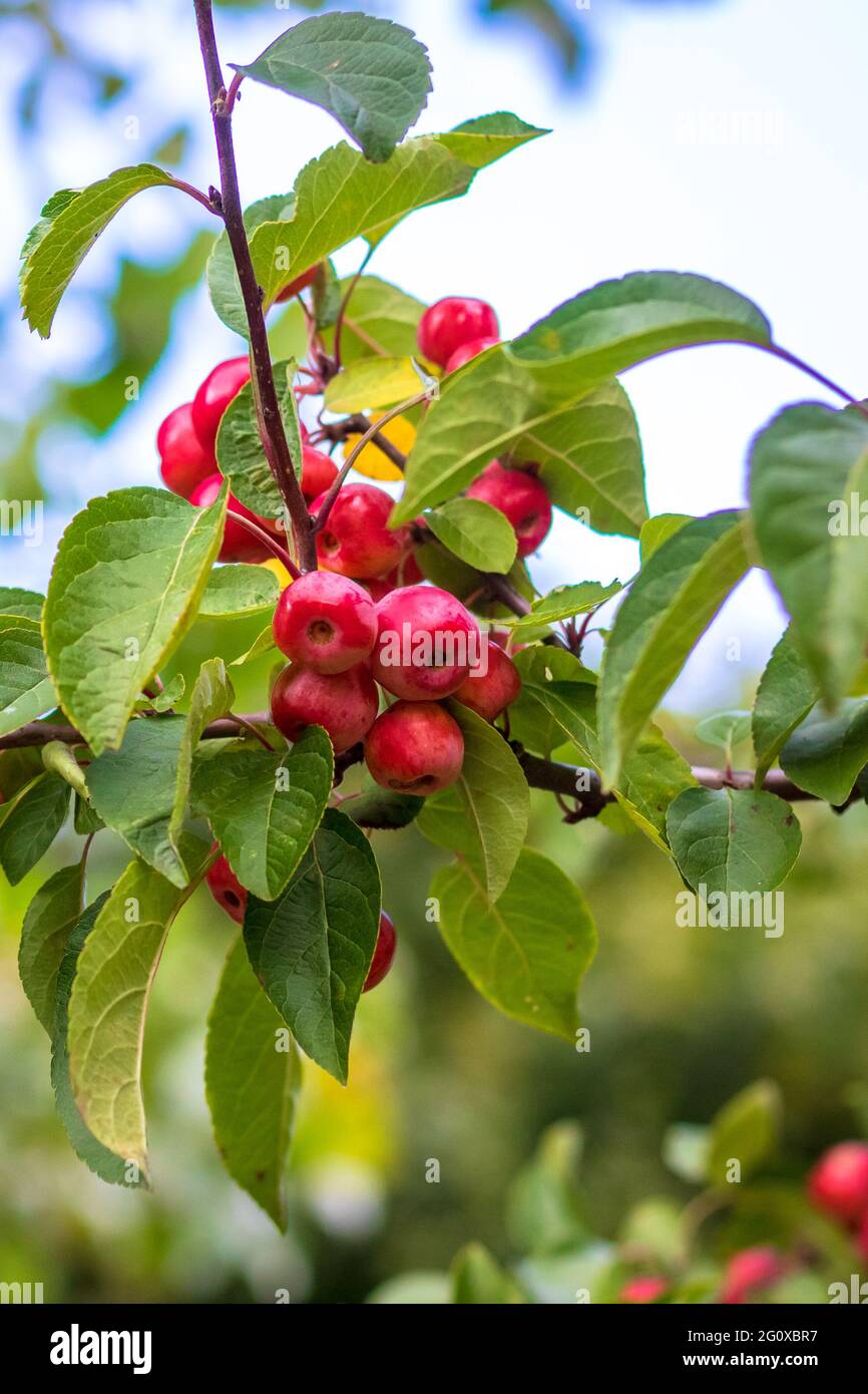 Dwarf crab apple tree hi-res stock photography and images - Alamy