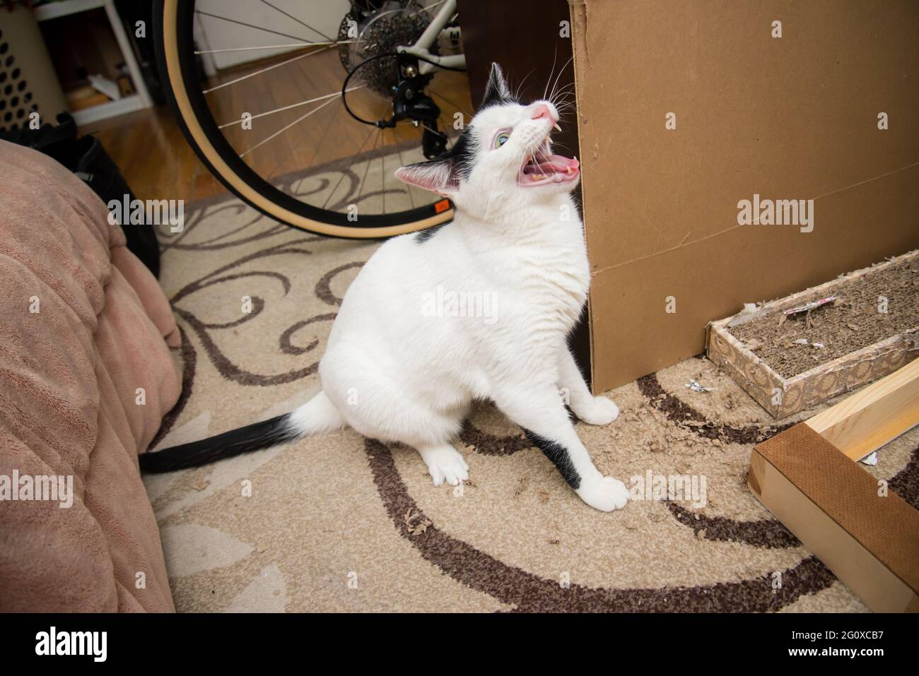 Cat meowing with mouth open wide. Angry or stressed Stock Photo - Alamy