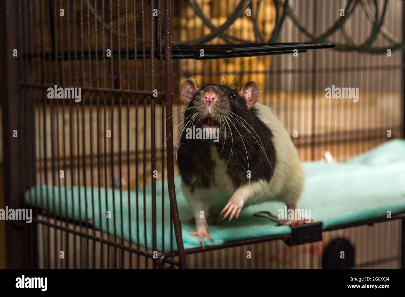 Friendly hooded black and white pet rat exploring cage Stock Photo - Alamy