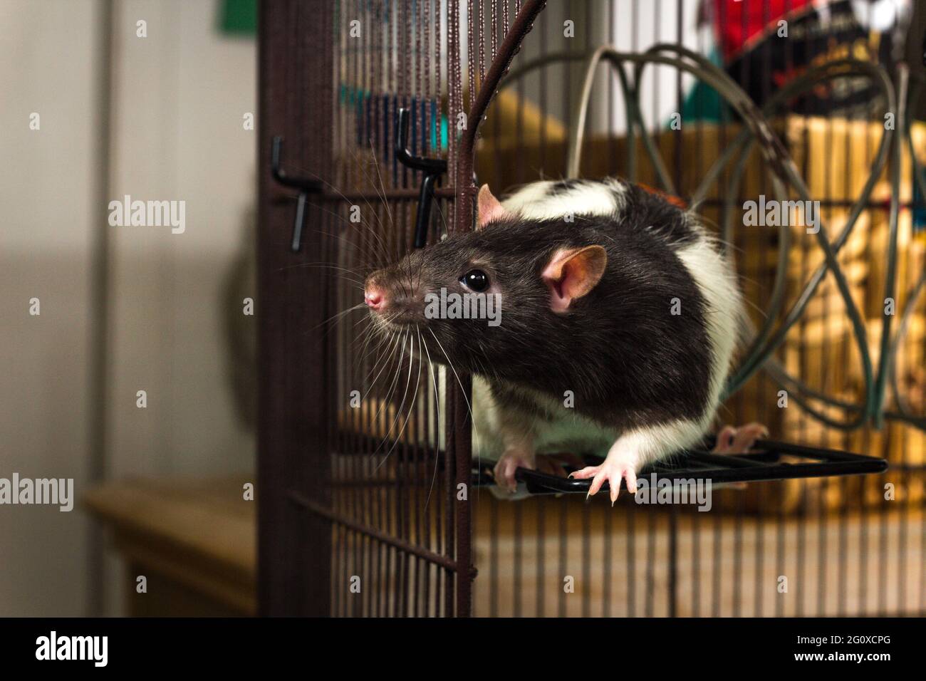 Friendly hooded black and white pet rat exploring cage Stock Photo - Alamy