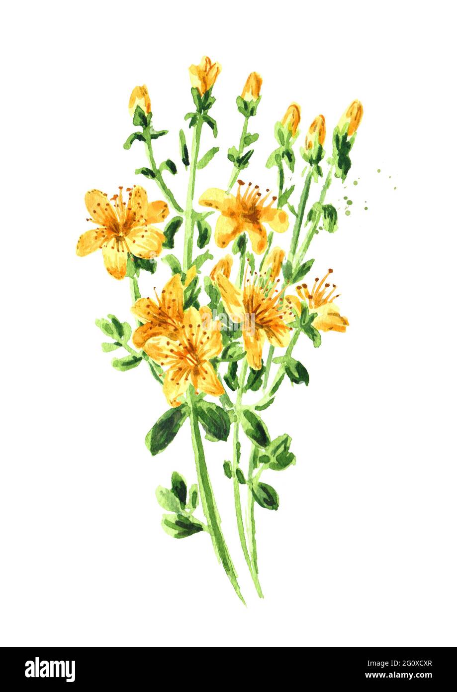 St. John’s wort or Hypericum perforatum plant. Watercolor hand drawn ...