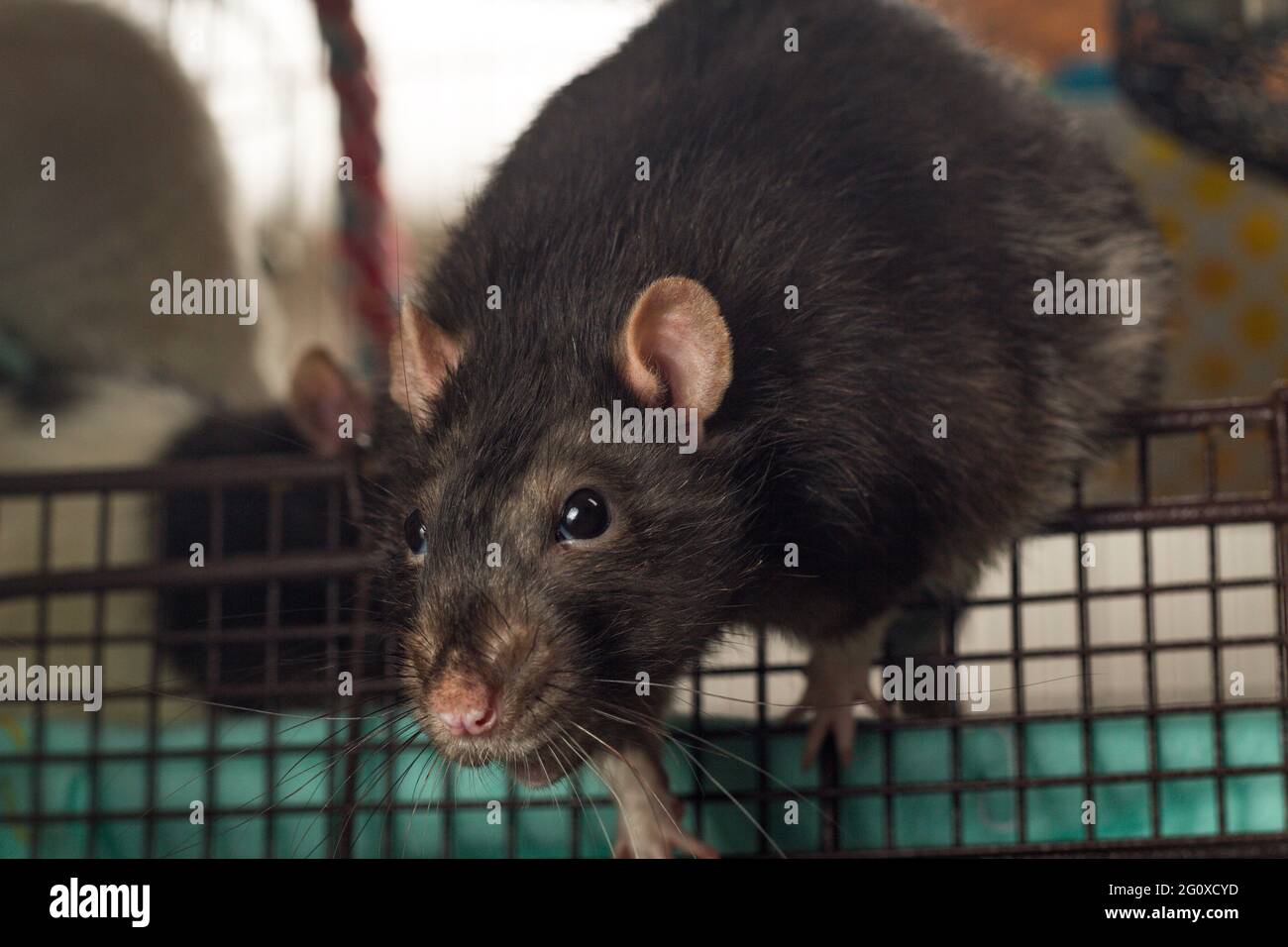 Lab rat cage hi-res stock photography and images - Alamy