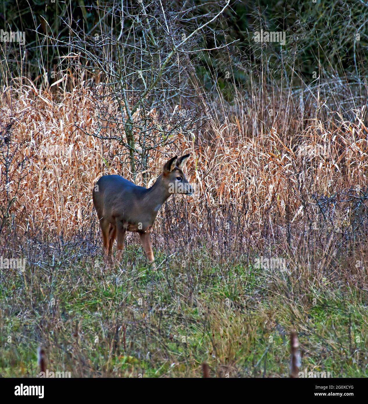 Female roe deer uk spring hi-res stock photography and images - Alamy