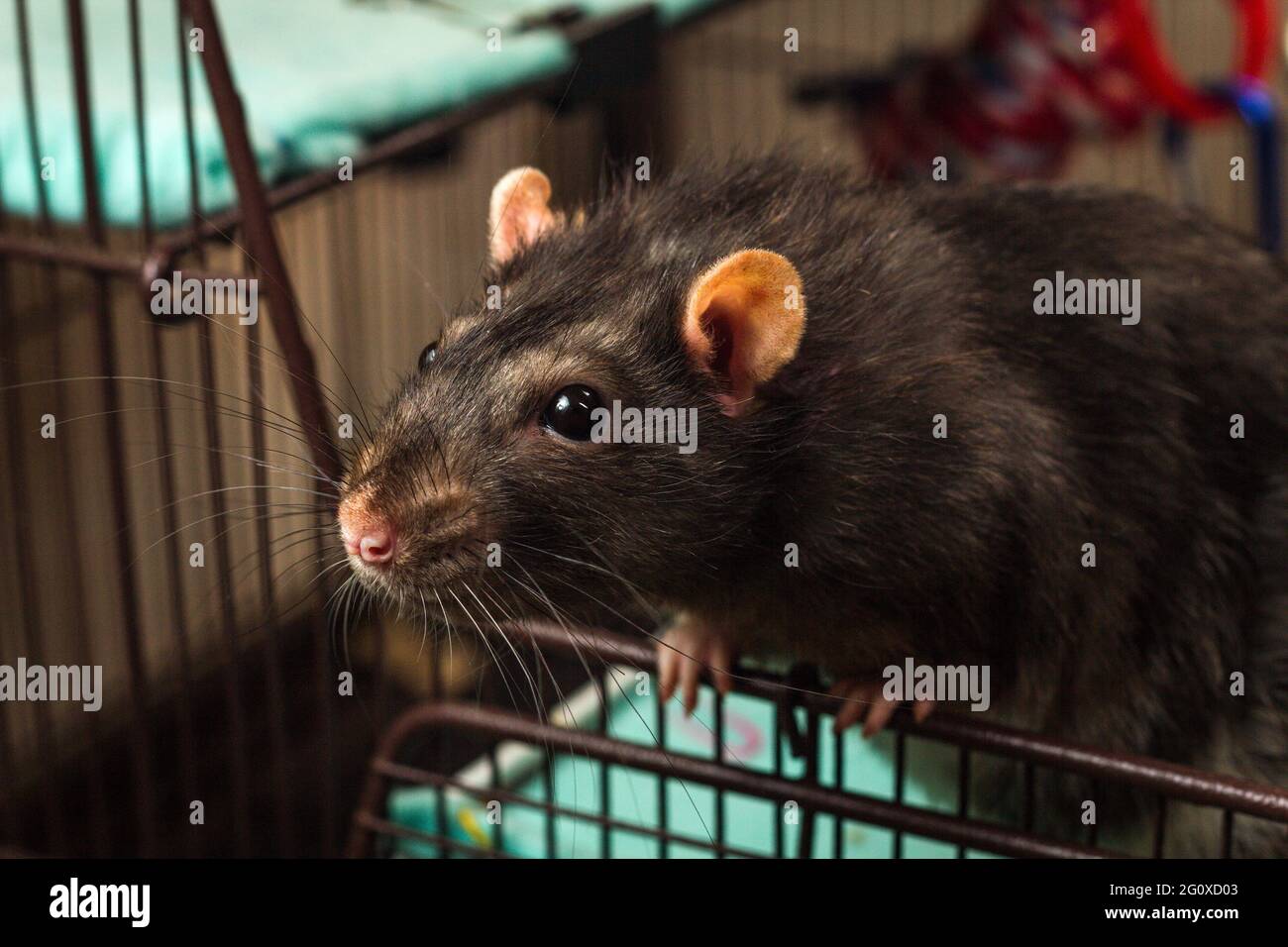 Lab rat cage hi-res stock photography and images - Alamy