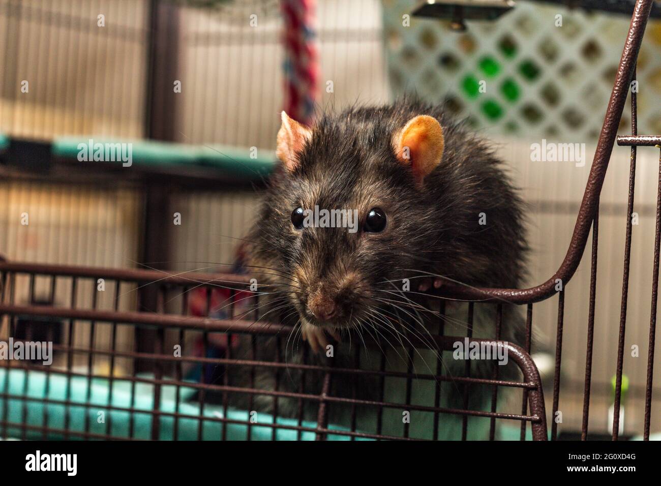 Berkshire rat hi-res stock photography and images - Alamy
